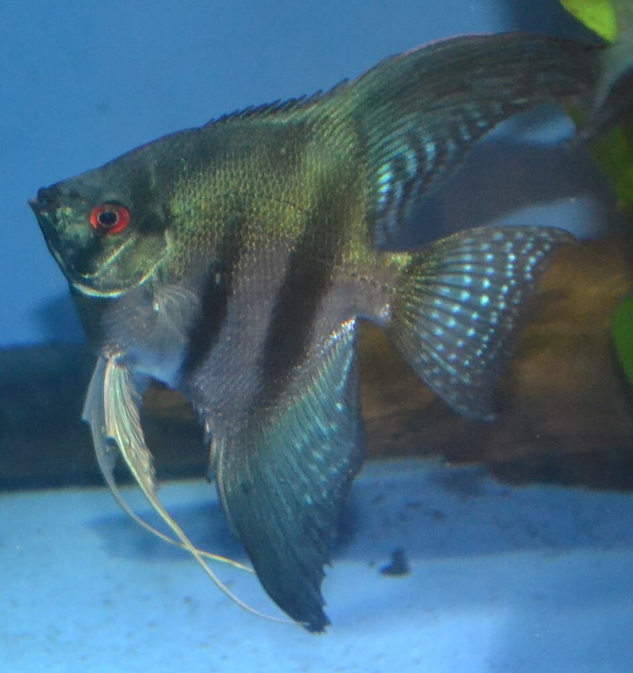 Pinoy Angelfish | eBay