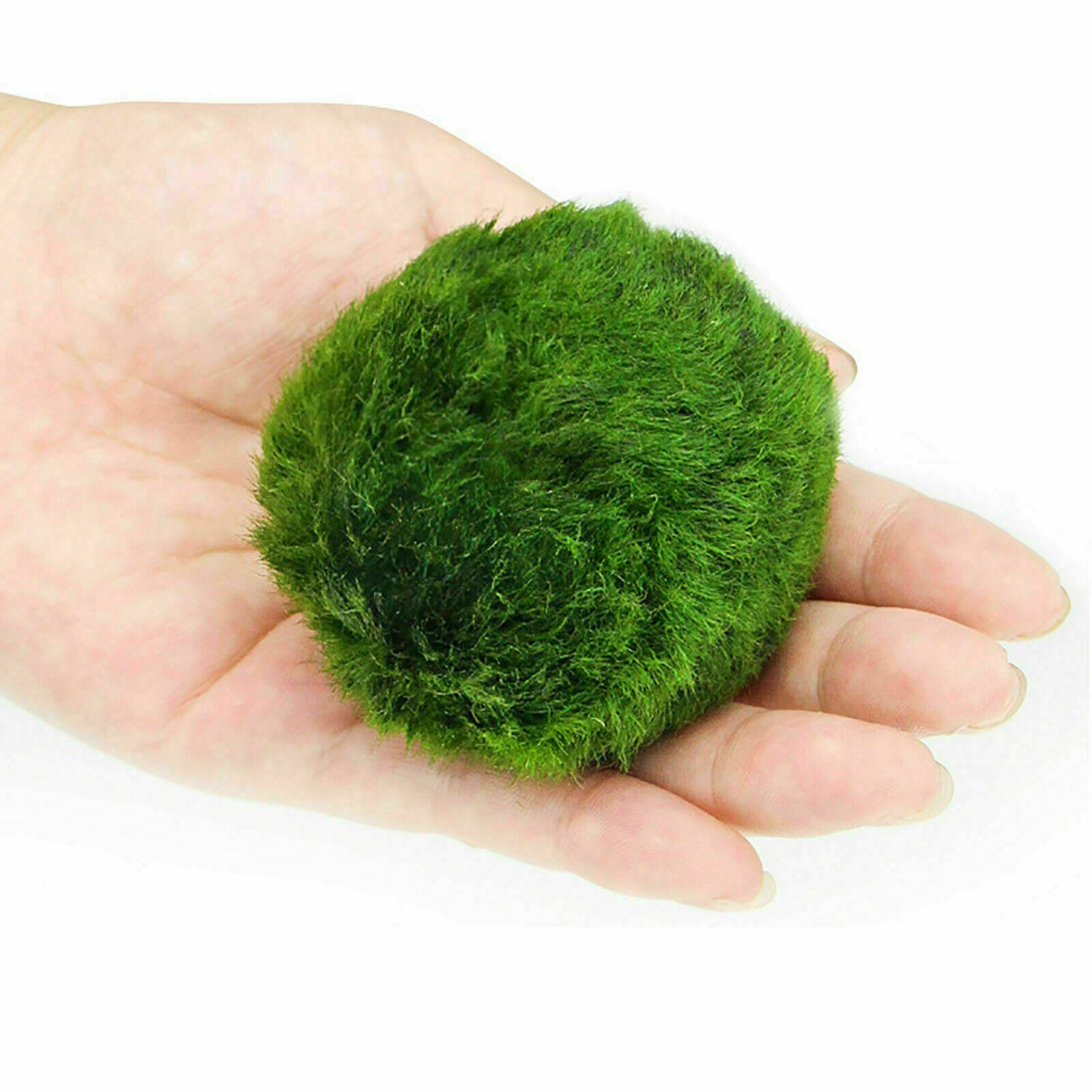 2pcs Green Giant Marimo Ball Cladophora Live Aquarium Plant Fish ...