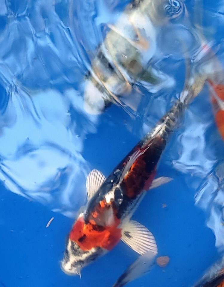 (5) KOI IMPORTED HQ Random Assorted 6-7” JAPANESE live Koi fish From ...