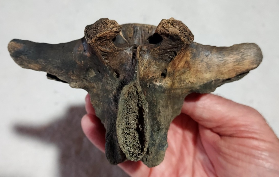 Elk LM2 Lumbar Vertebra Bone Fossil from Ice Age | eBay