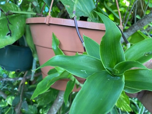 CALLISIA FRAGRANS aka (INCH PLANT/BASKET PLANT/FALSE BROMELIAD/OCTOPUS ...