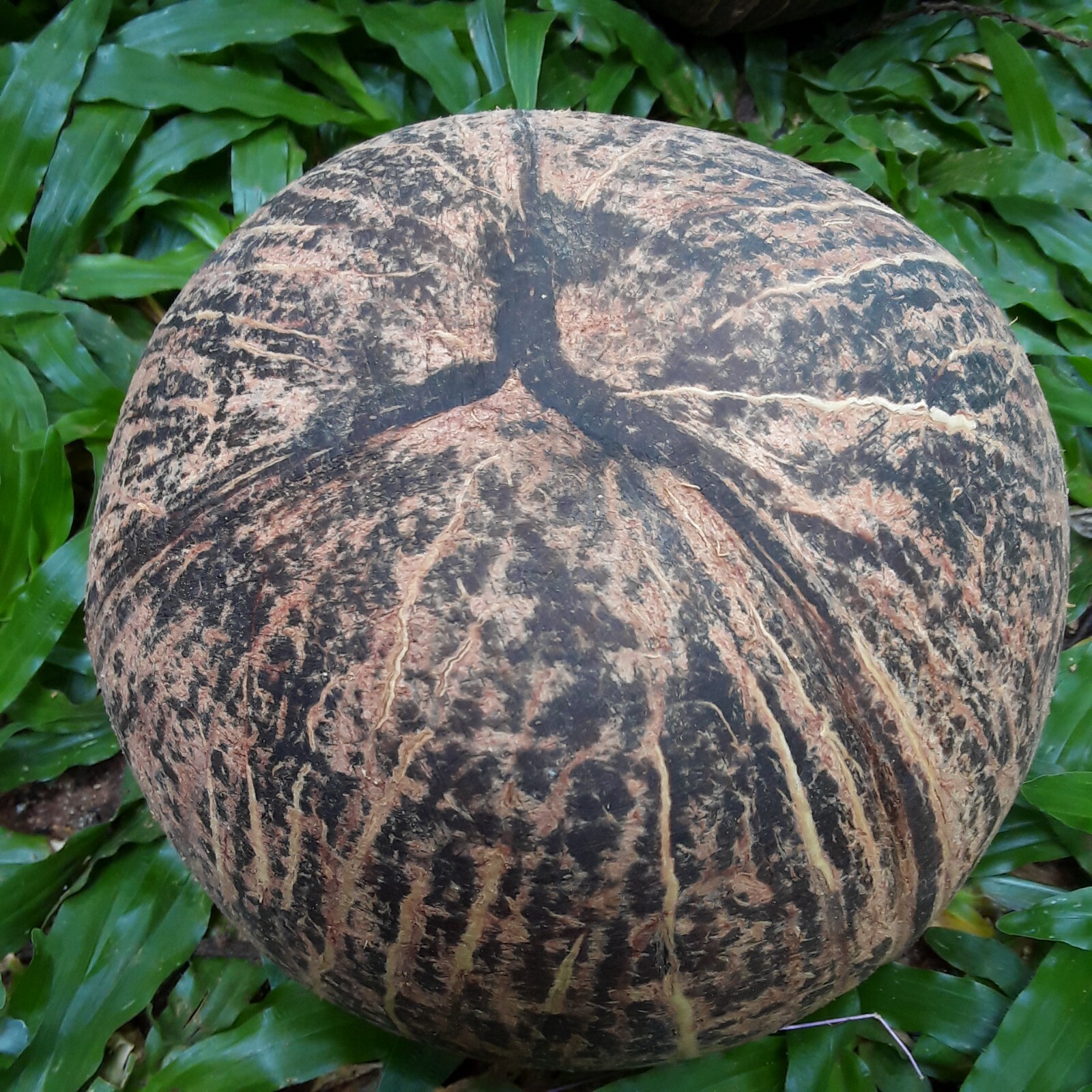 Eco Friendly cleaned Handmade coconut shell Natural 4 big size bowl ...