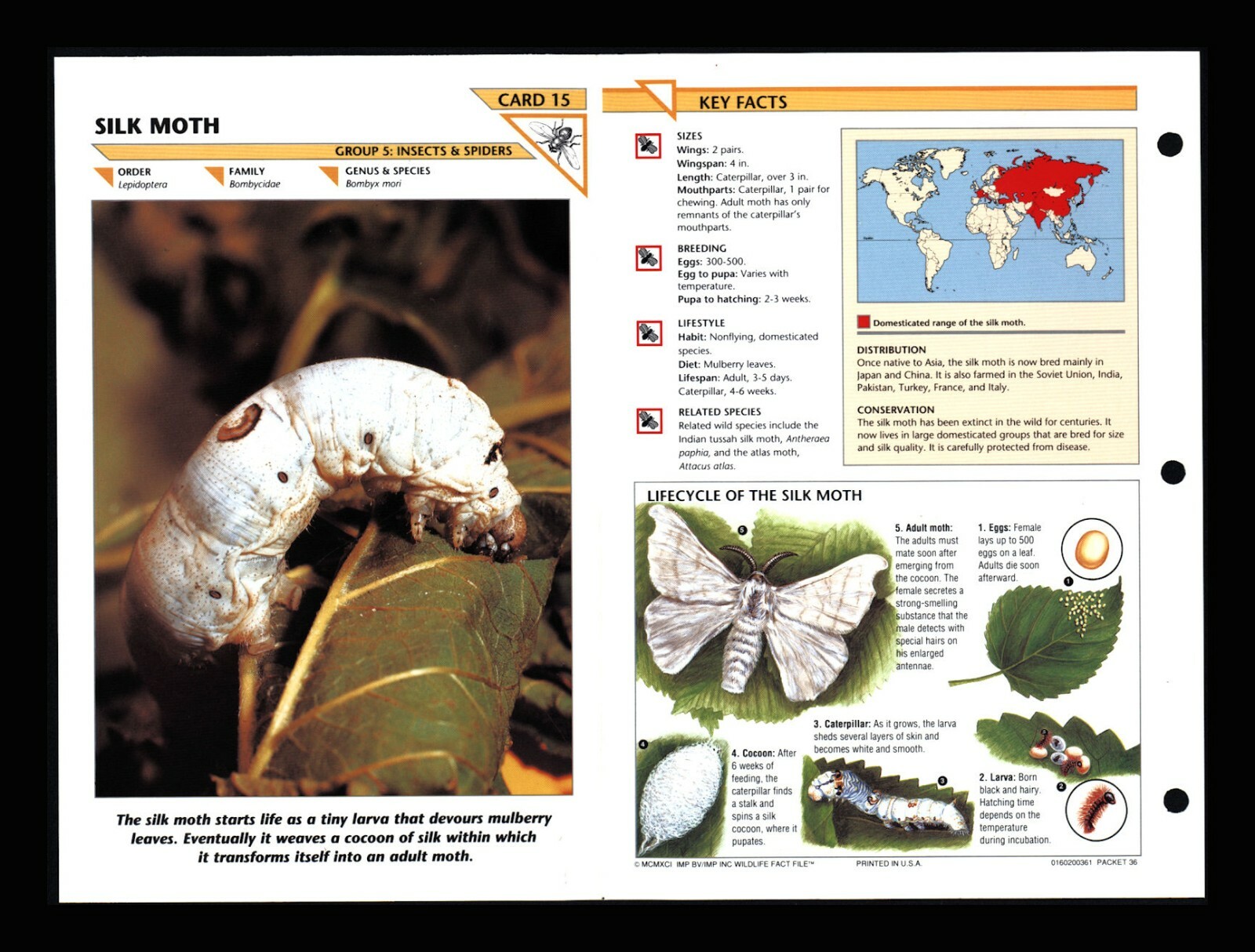 Silk Moth Wildlife Fact File Insect & Spider Card Home School Study 5. ...