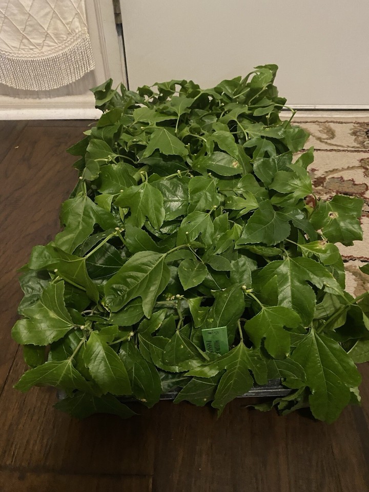 Sweet Sunrise Passion Fruit (P. edulis) - 1 TC Plant/Plug -3-6 in ...