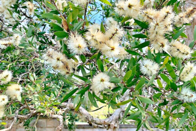 100 x NATIVE PAPERBARK TEA TREE SEEDS-MELALEUCA-DROUGHT TOLERANT ...