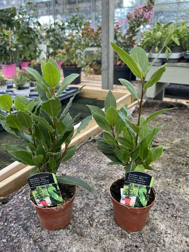 2 X LAURUS 'NOBILIS' EVERGREEN AROMATIC SHRUB BAY LAUREL TREE HARDY ...