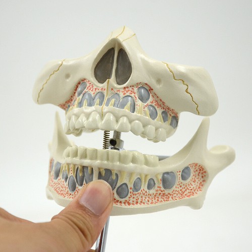 Dental model children's primary teeth alternating baby and permanent ...