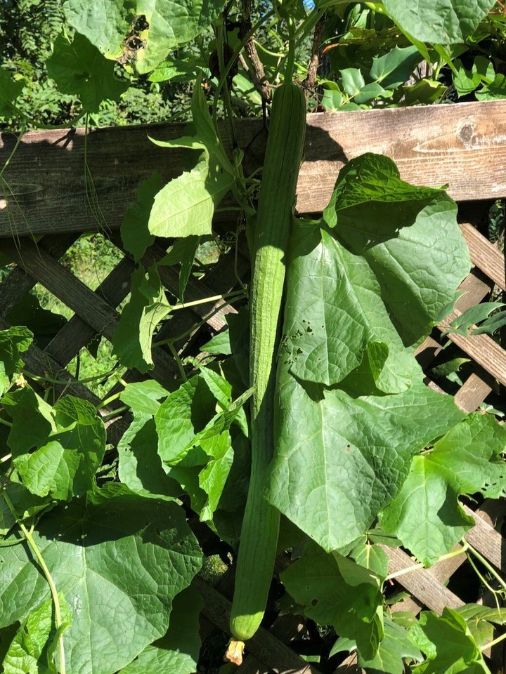 EXTRA LONG LUFFA GOURD LUFFA SEEDS 5 seeds | eBay
