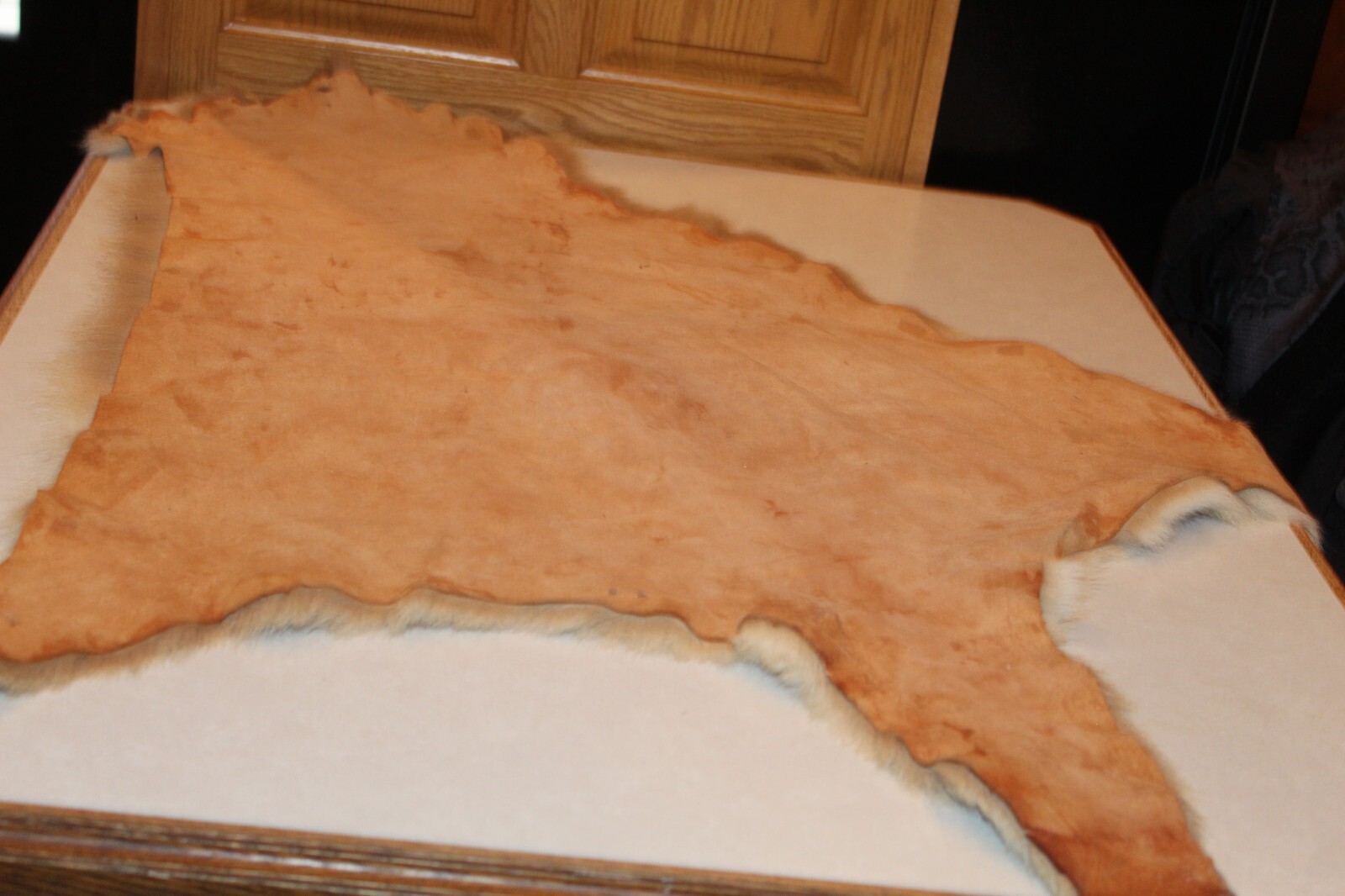 Australian Kangaroo Wallaby Rug Mount Tanned Leather Taxidermy Fur Hide ...