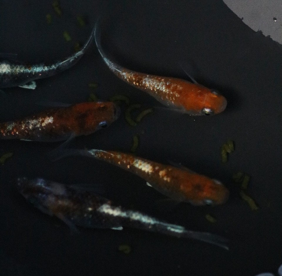 Kougyoku Japanese Rice Fish Eggs aka. Medaka 30+ Eggs. Japan Killifish ...