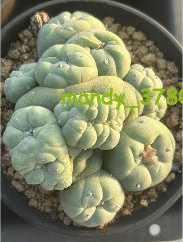 cactus Succulent Multiple heads Plant Garden beautiful seedgrowth Plant ...