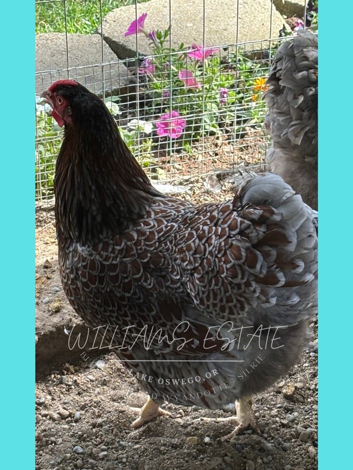 NPIP Certified Blue Red Laced Wyandotte (5) | eBay