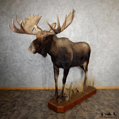 #19049 E | Eastern Canada/Maine Moose Life-Size Taxidermy Mount For ...
