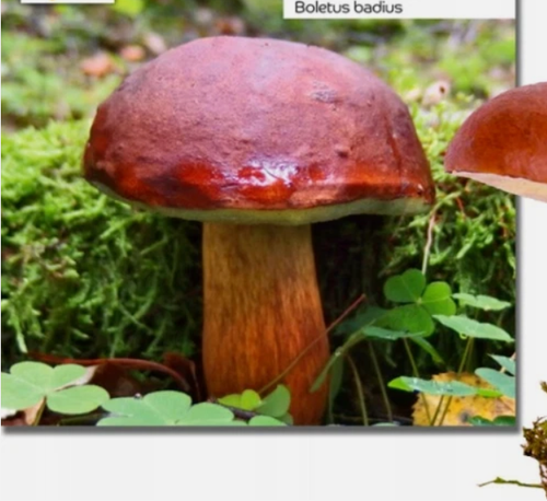 XXL Set 100g Maronen-Röhrling Pilz Myzel/Mycel selber züchten ...