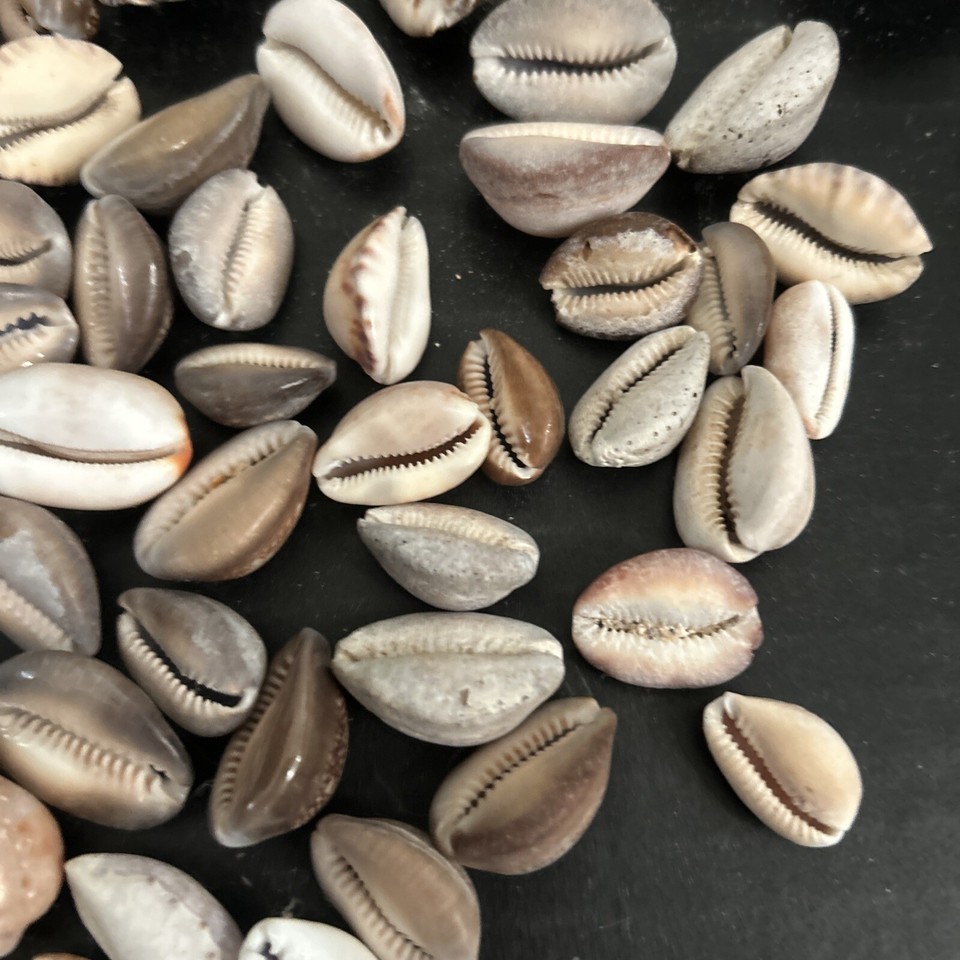 Cowrie Sea Shells Assorted Sizes Natural Shells Lot Of 65 Shells Hawaii ...