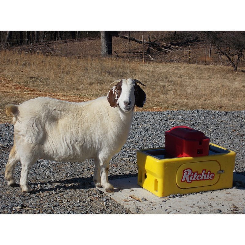 RITCHIE OMNI FOUNT 2 SPECIAL GOAT SHEEP CALVES AUTOMATIC LIVESTOCK ...