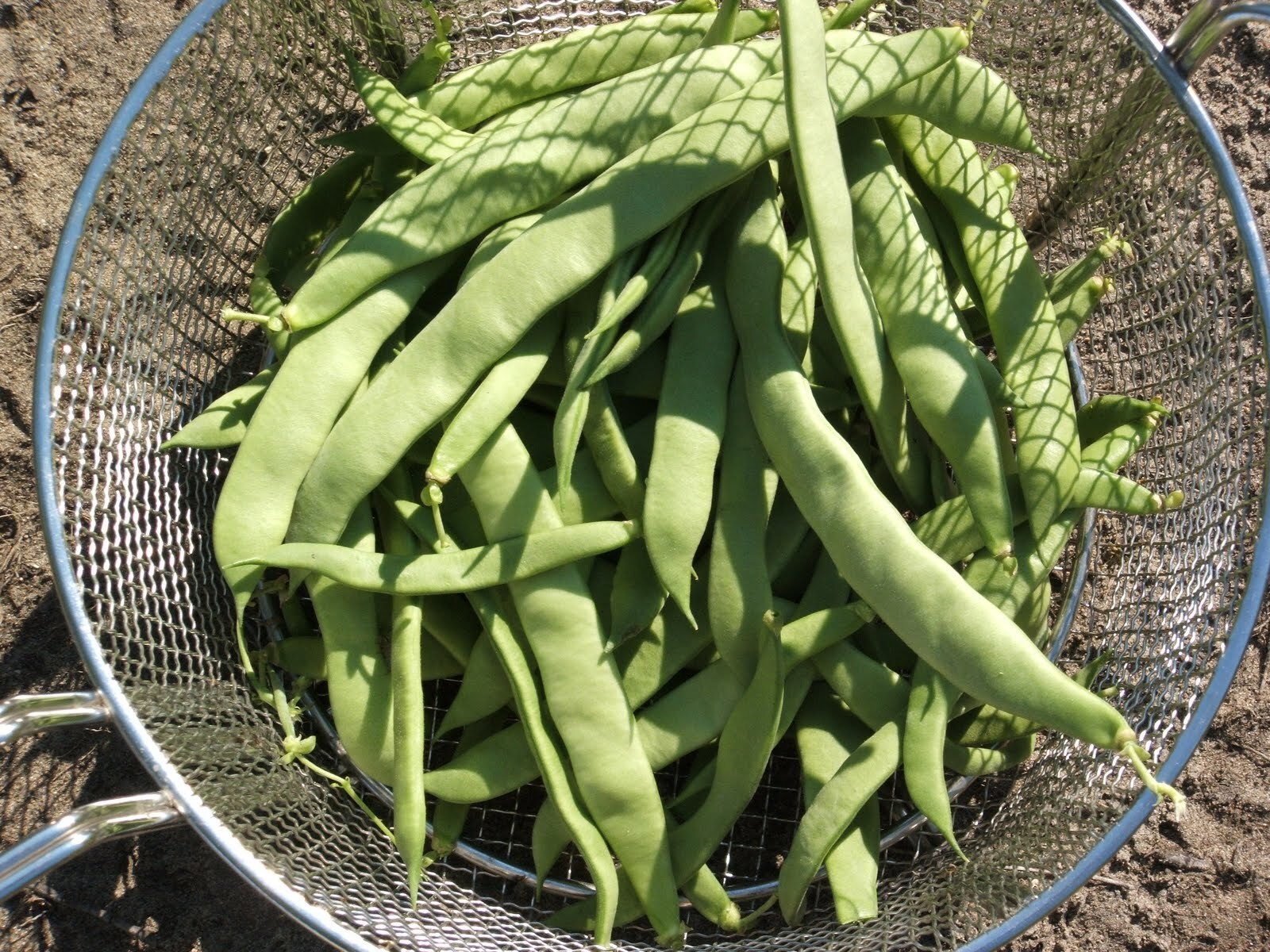 Roma II Romano Bean Seeds | Italian Roma 2 Bush Beans Green Heirloom ...