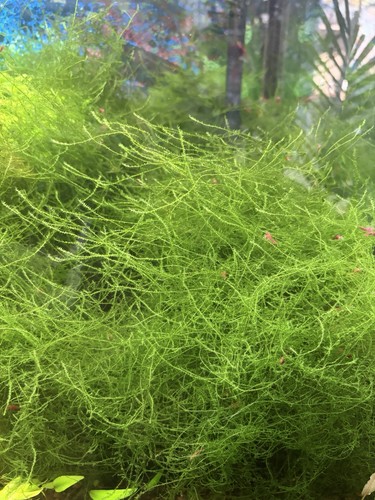 3 PACKS ONLY $13.90 Freshwater Java Moss Live Aquarium Plant decor ...