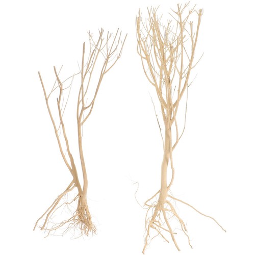 Fish Tank Decorate Branches Aquarium Bonsai Tree Driftwood Décor | eBay UK