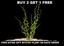 Vesuvius Sword (Echinodorus Angustifolia) - BUY2GET1FREE - Live ...