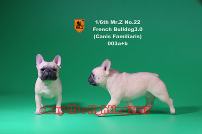 Bouledogue Tgif