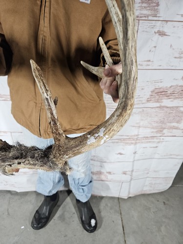 Wild 11 Point Whitetail Deer Antler Rack Horn Skull Plate Decor Man ...