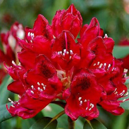 Rhododendron Lord Roberts 5 Litre Pot Red Flowers Evergreen Shrub | eBay UK