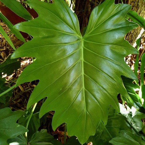 Philodendron Lacerum * Showy climbing aroid * house plant | eBay