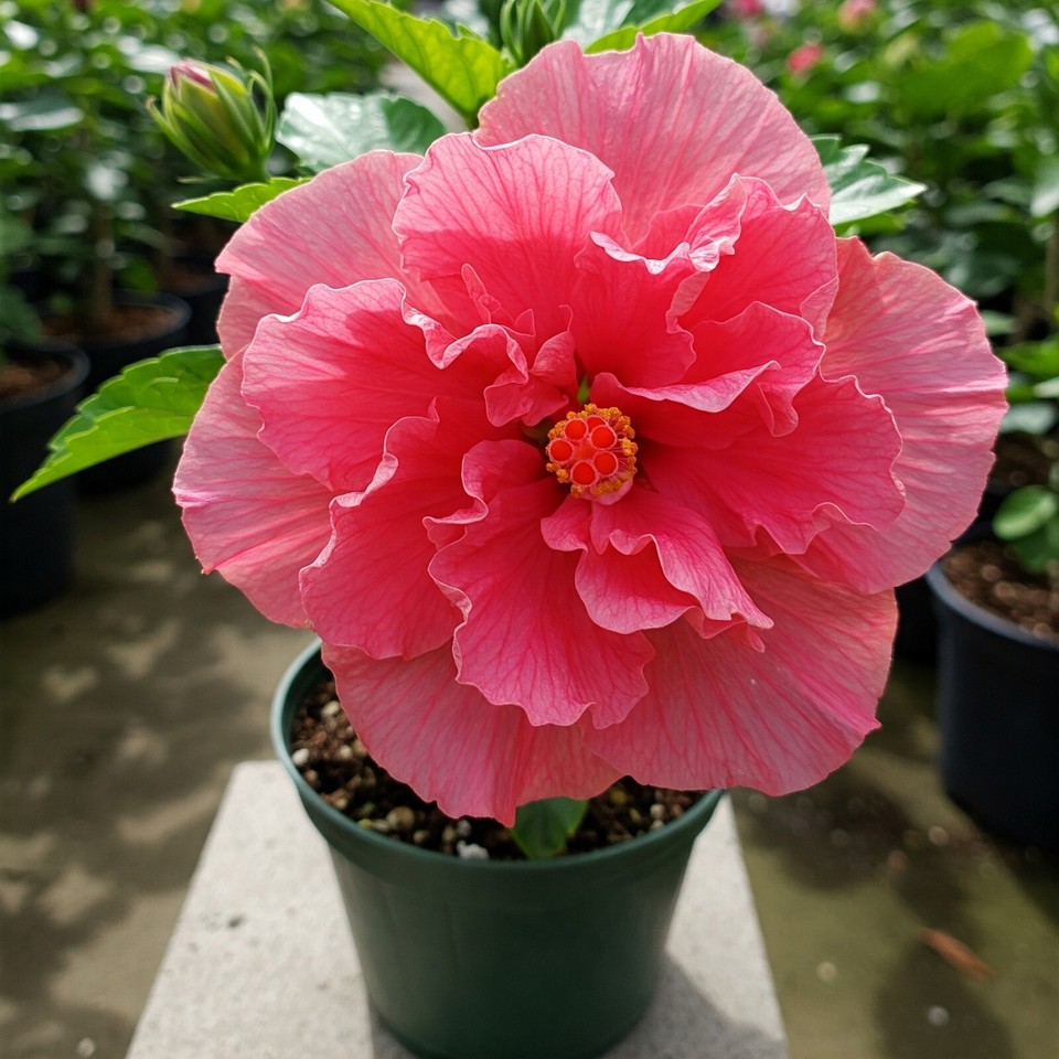 Hardy Hibiscus Watermelon Ruffles in 4" Pot Outdoor Flowering Plant ...