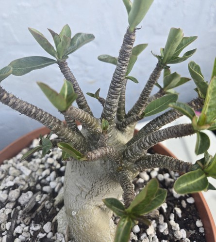 Arabicum Godji Adenium Desert Rose Live Plant Bonsai Multi Branch ...