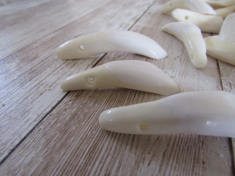 50 Buffalo Teeth Drilled Taxidermy Beads Jewelry Crafts Necklace ...