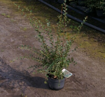 Cotoneaster divaricatus - Felsenmispel - Sparrige Zwergmispel - Sparrig ...
