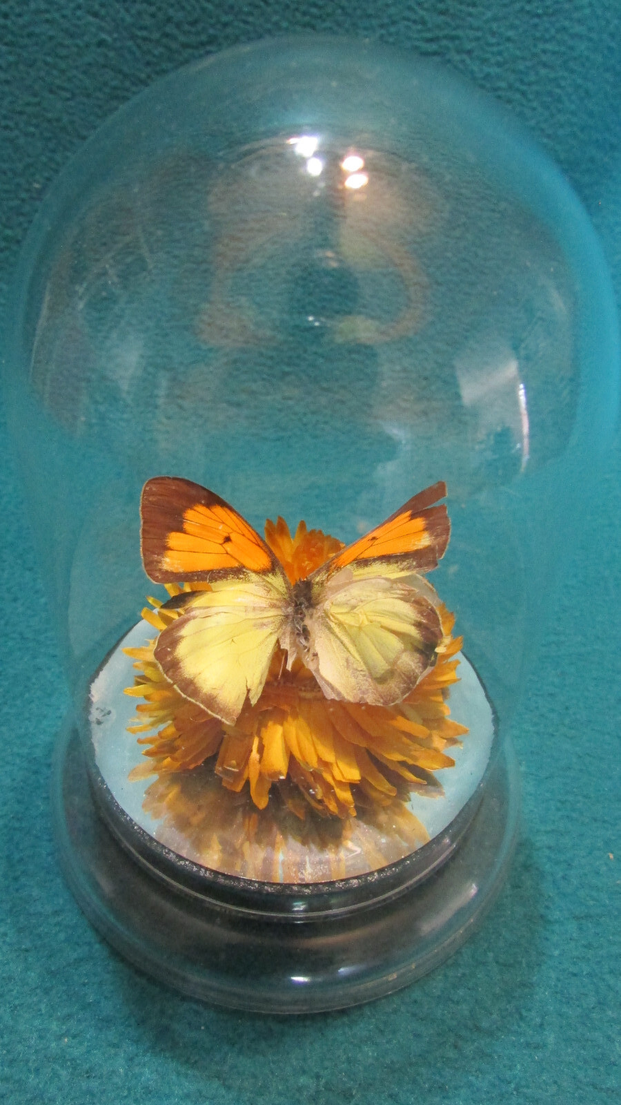 Vintage Real Butterfly Display Taxidermy Mounted Glass Dome Flowers 5 ...