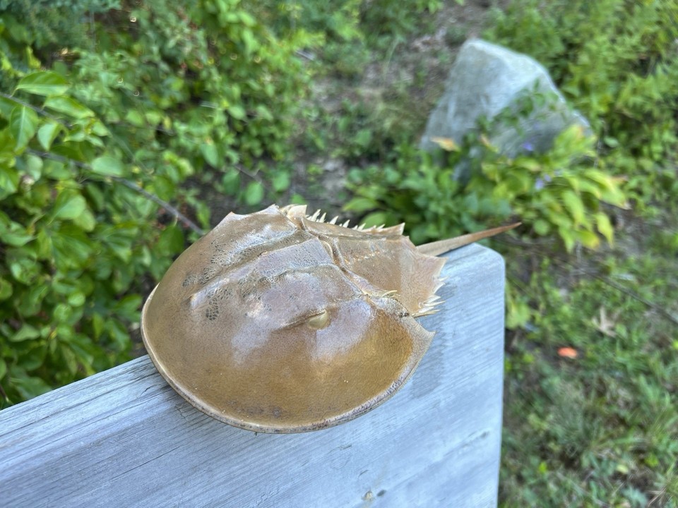 Real Horseshoe Crab Shell 9-12” – Kabuto Fossil Pokémon Lookalike ...