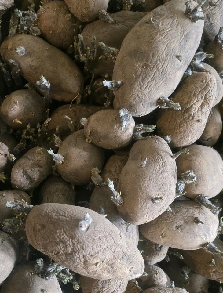 Seed Potatoes Yukon Gold Red Russet 5 lbs Mix Potato Sprouted Ready for ...