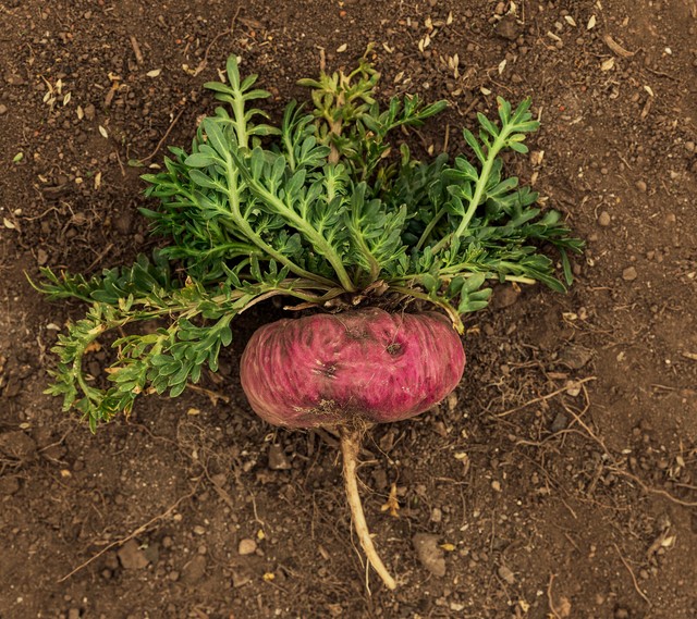 Certified Raw Organic Red Maca Powder Fresh Harvest From Peru 1 LB 50 ...