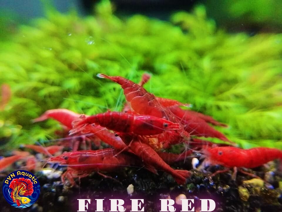 20+2 Fire Red Cherry - Freshwater Neocaridina Aquarium Shrimp. Live ...