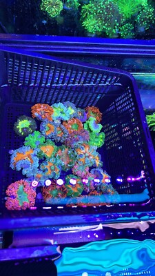 5 Pack Ultra Rock Flower Anemone RFA Rainbow Nem Live Coral Frag LPS ...
