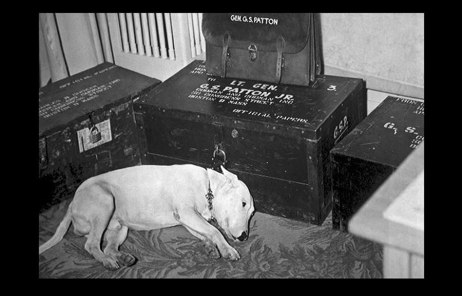 General George Patton Dog Mourns His Death PHOTO World War 2 United ...