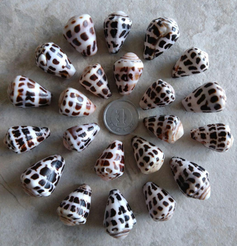 Hebrew cones from japan Okinawa shell | eBay