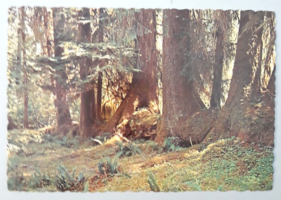 Vintage Postcard Rain Forest Colonnade Nurse Log Fallen Tree Nature ...