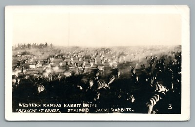 Western Kansas Stripped Jack Rabbit Drive “Believe It or Not” RPPC ...