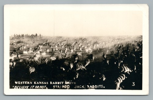 Western Kansas Stripped Jack Rabbit Drive “Believe It or Not” RPPC ...