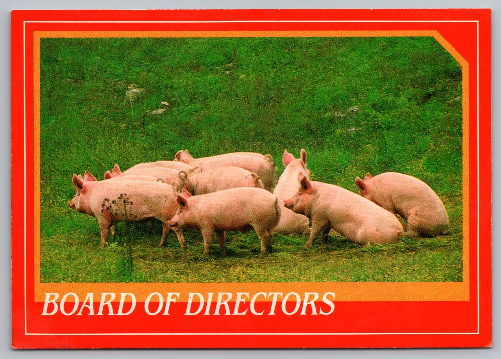 Board of Directors Pack of Piggies 4x6 Continental Postcard | eBay