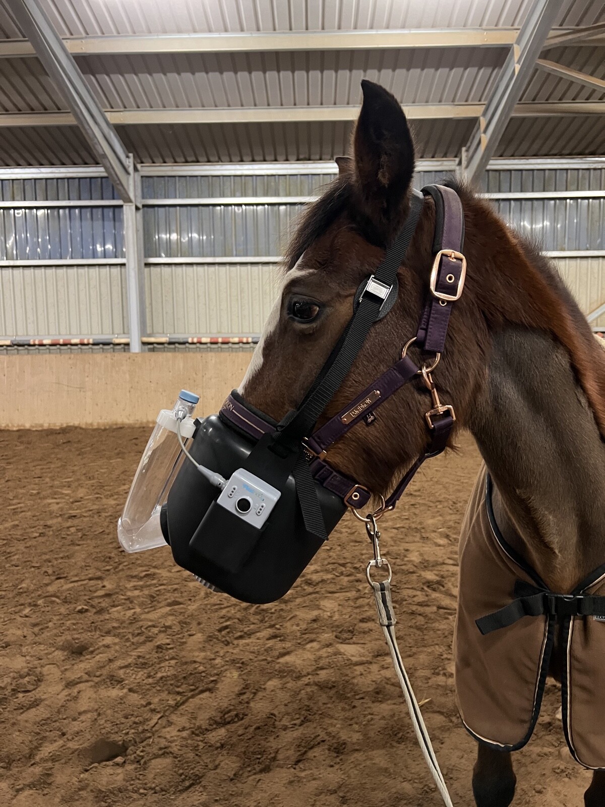 Pferde Inhalator Flexineb E3 mieten | eBay.de