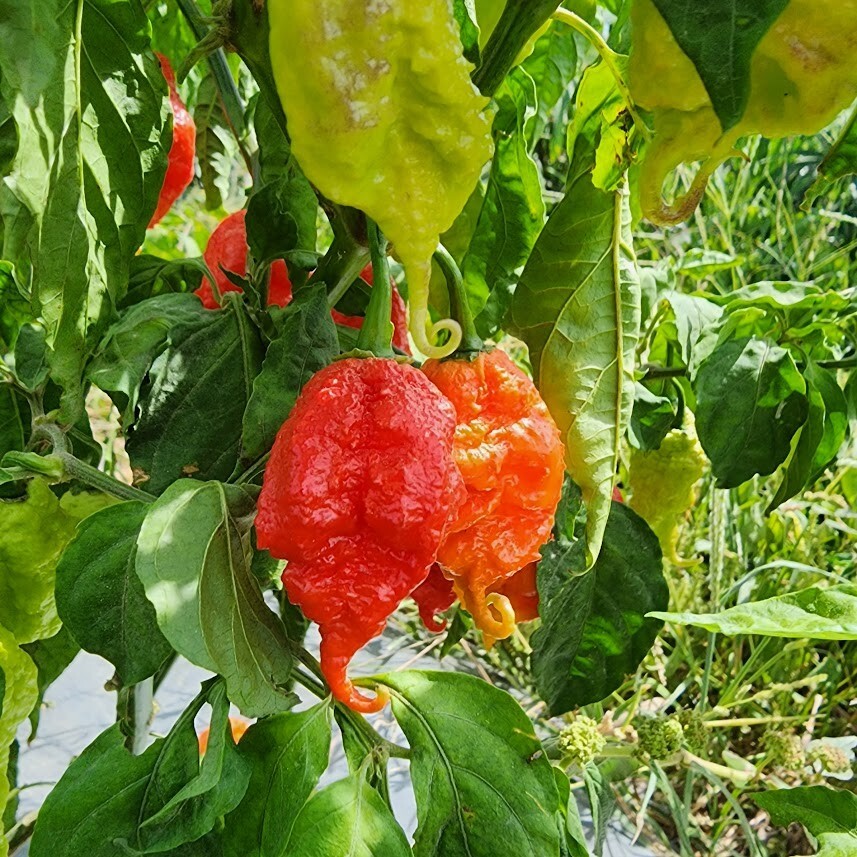 Trinidad Scorpion - dried chili peppers Pods (Count 15 peppers) | eBay