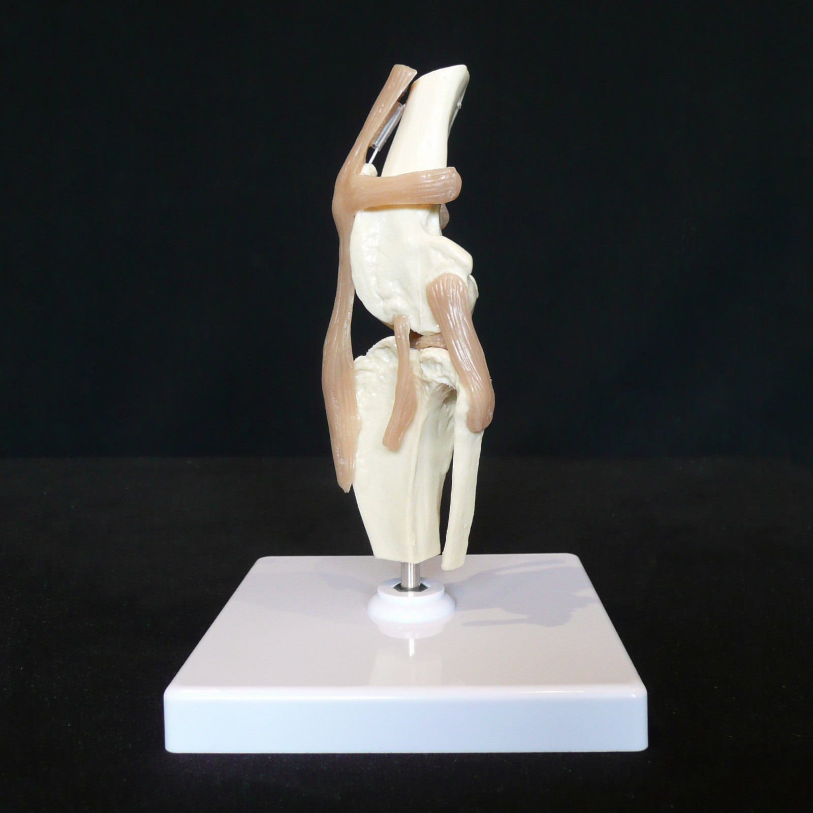 Anatomical Canine/Dog Knee Stifle Joint Model - Medical Skeleton ...