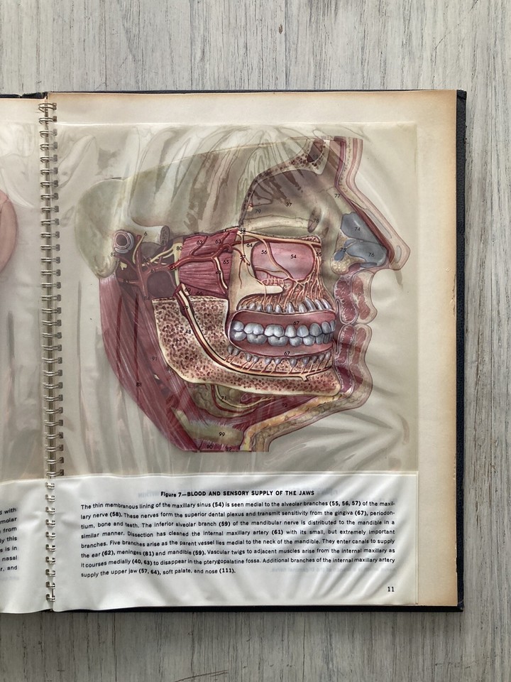 !Odd Vtg Head Anatomy Dentistry Denture Prosthesis Trans-Vision Acetate ...