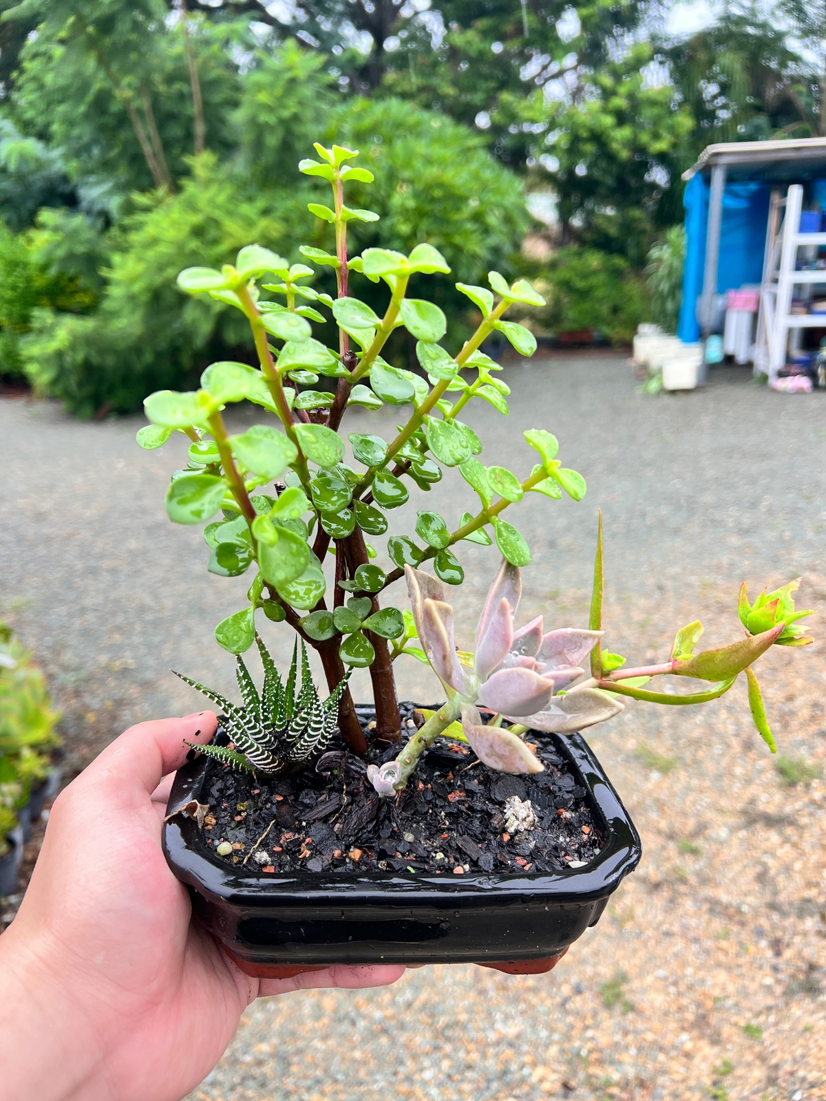 Assorted Succulents Bonsai Tree 6 Inch | eBay