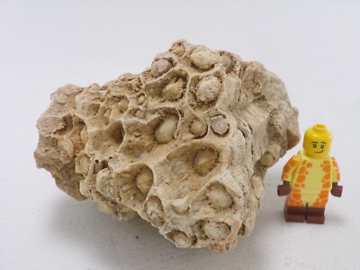 4” Rugose Coral Fossil Mound Acrocyathus Rough Specimen Kentucky 12 ...
